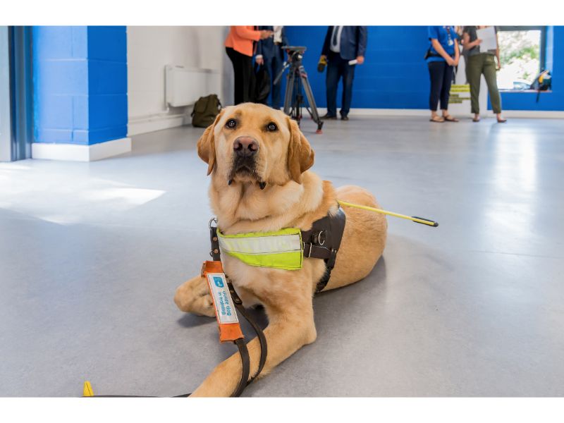 Leamington Spa Guide dogs - Orbs Ltd