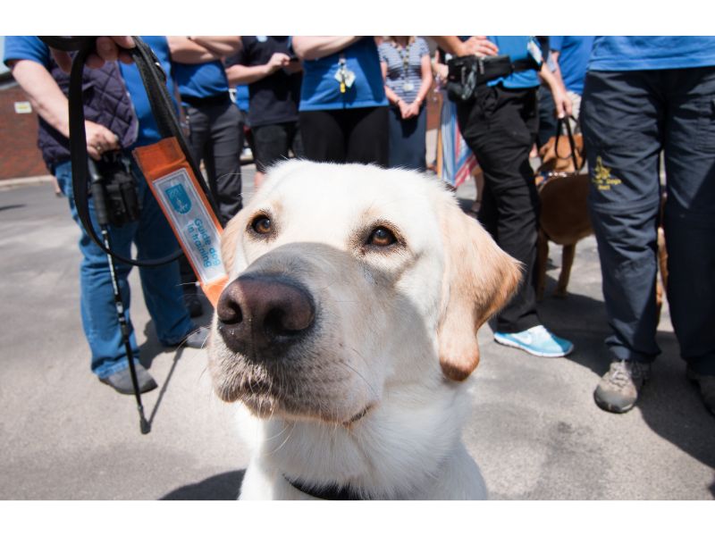 Leamington Spa Guide dogs - Orbs Ltd